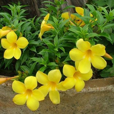 Nature Care - Allamanda Cathartica 'compacta' - Dwarf Yellow Allamanda ...