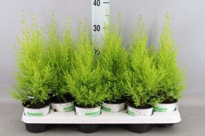 Nature Care - Cupressus Macrocarpa 'goldcrest Wilma' - Christmas Tree ...