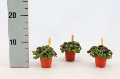 Nature Care - Callisia Repens Mini 2 In Diameter Pot (SHRUB1005)